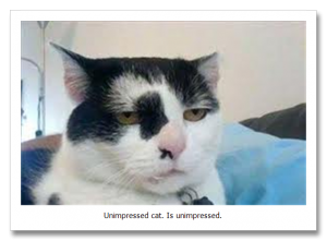 Bored-cat.png - Them's Fightin' Words Them's Fightin' Words