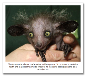 Aye-Aye.png - Them's Fightin' Words Them's Fightin' Words